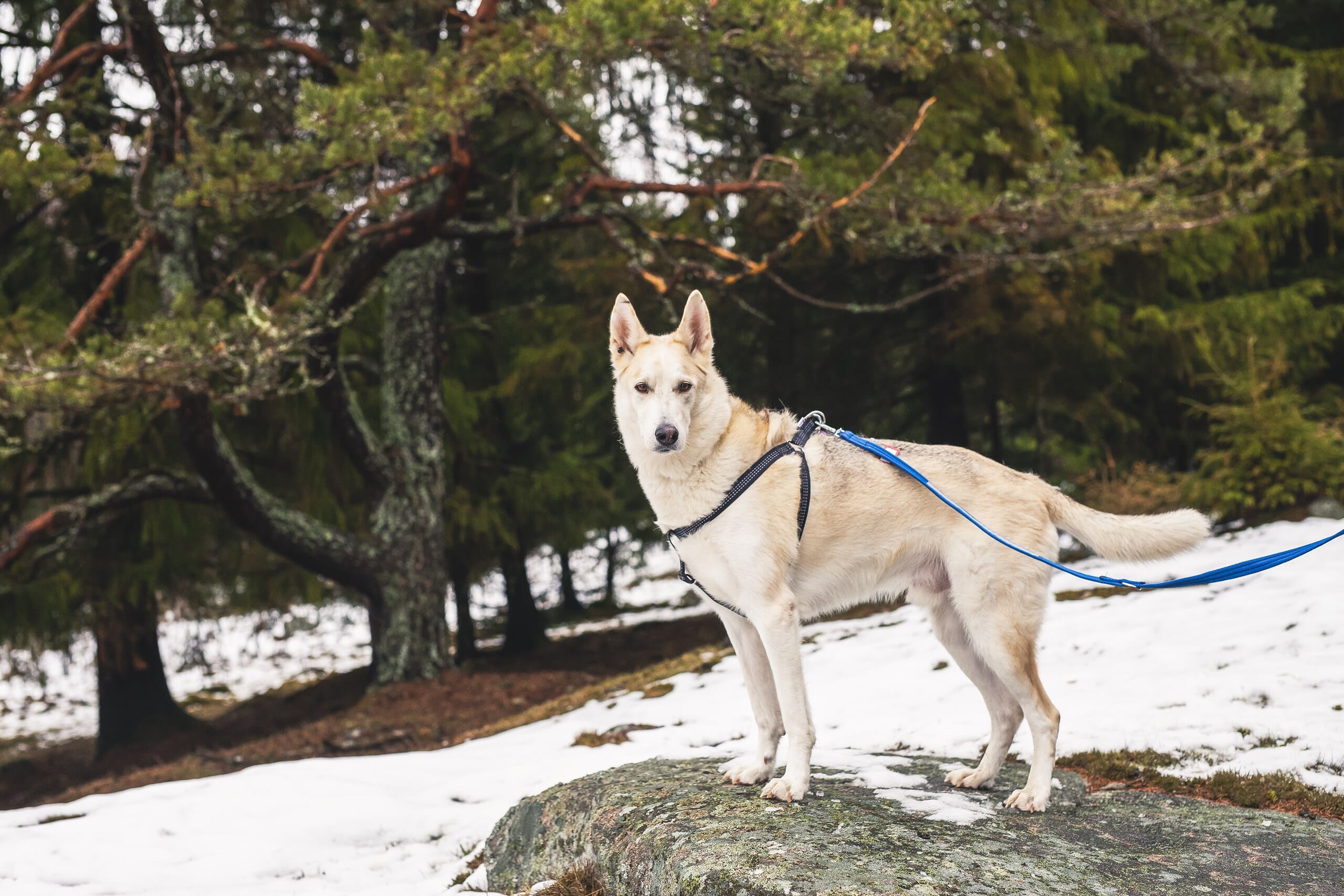 Trygg Step-in sele Sort - Trine Hundeartikler AS